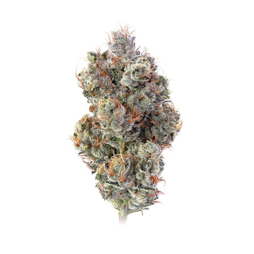 Motorbreath #15 (Classic) Strain | Gloucester, MA | Happy Valley