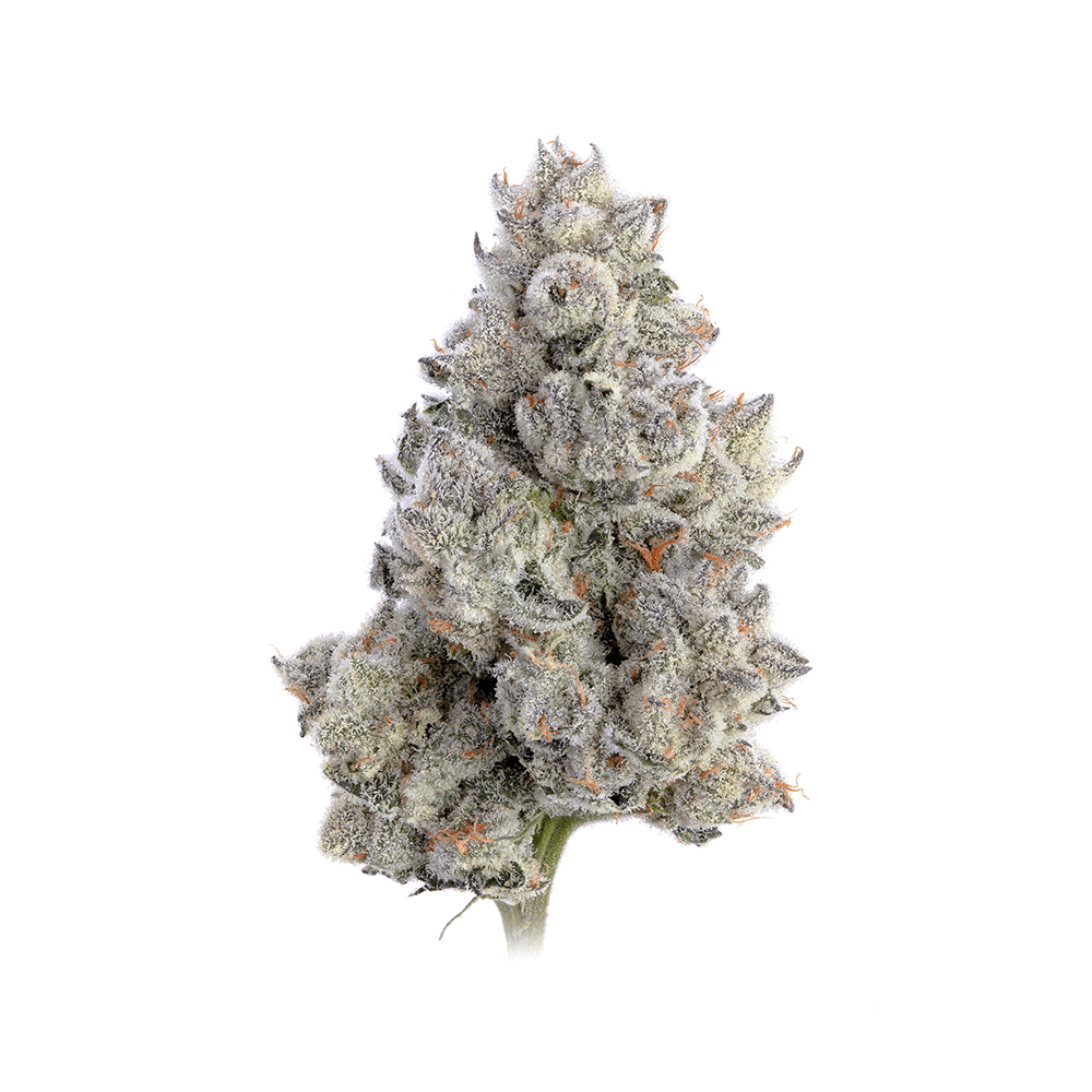 Splash (Classic) Strain | Gloucester, MA | Happy Valley